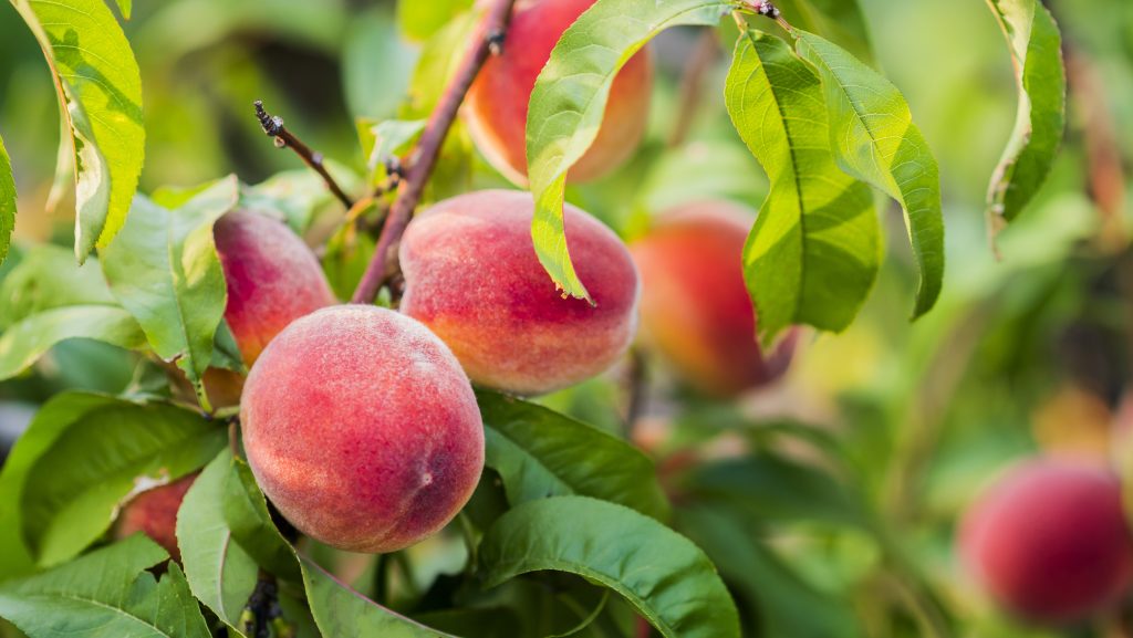 Comment tailler un pêcher pour obtenir une bonne récolte